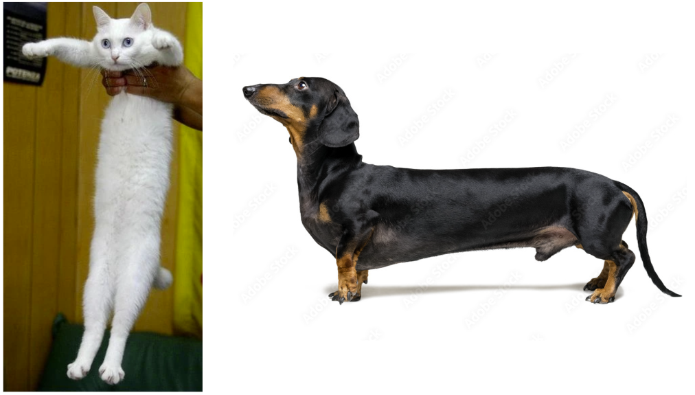 Long vs Wide Data Tables - The Data School